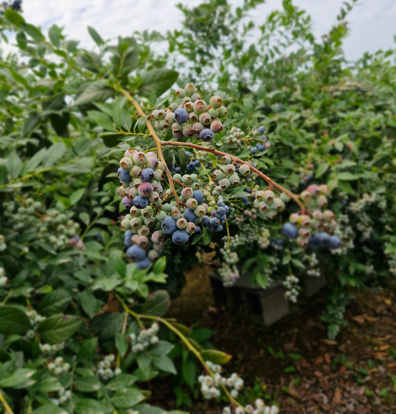 Berries – Parsin Macran