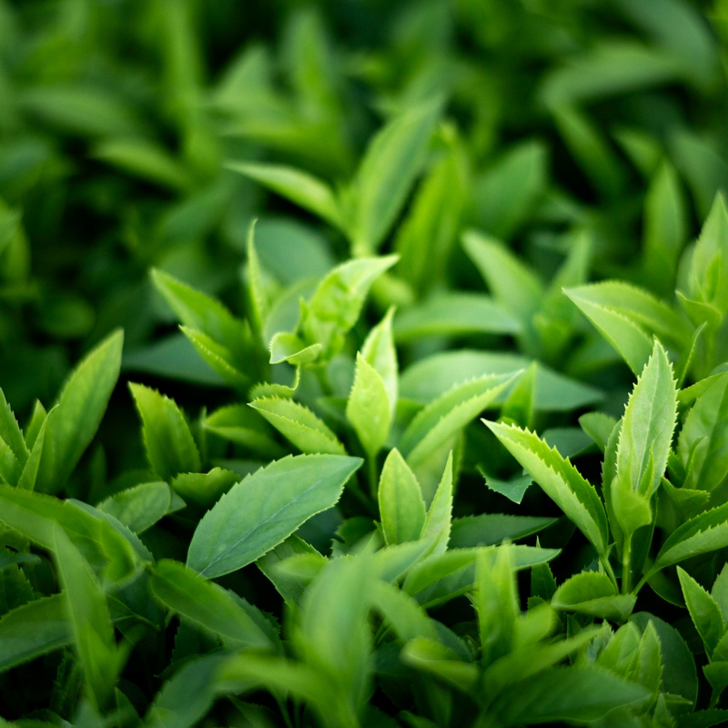 Tea – Parsin Macran